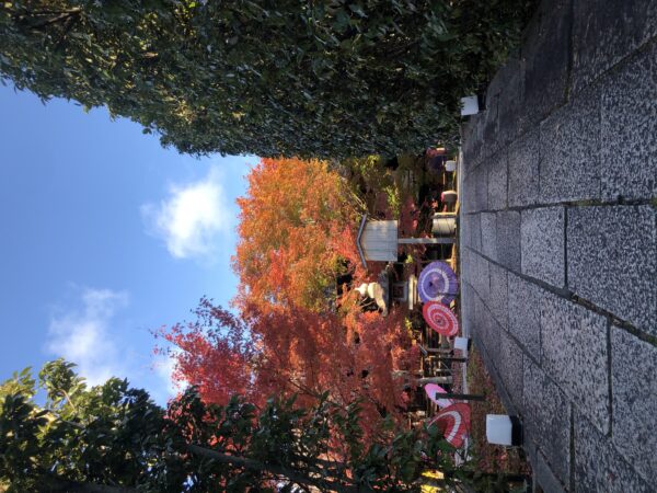 BS11で「京都紅葉生中継2023 ～秋を彩る食物語～」が29日放送 通常非公開の東本願寺・宮御殿からグルメも生演奏も！ | エンタメOVO（オーヴォ）